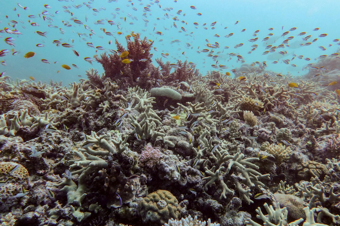 Great Barrier Reef records largest annual coral loss in 39 years – The ...