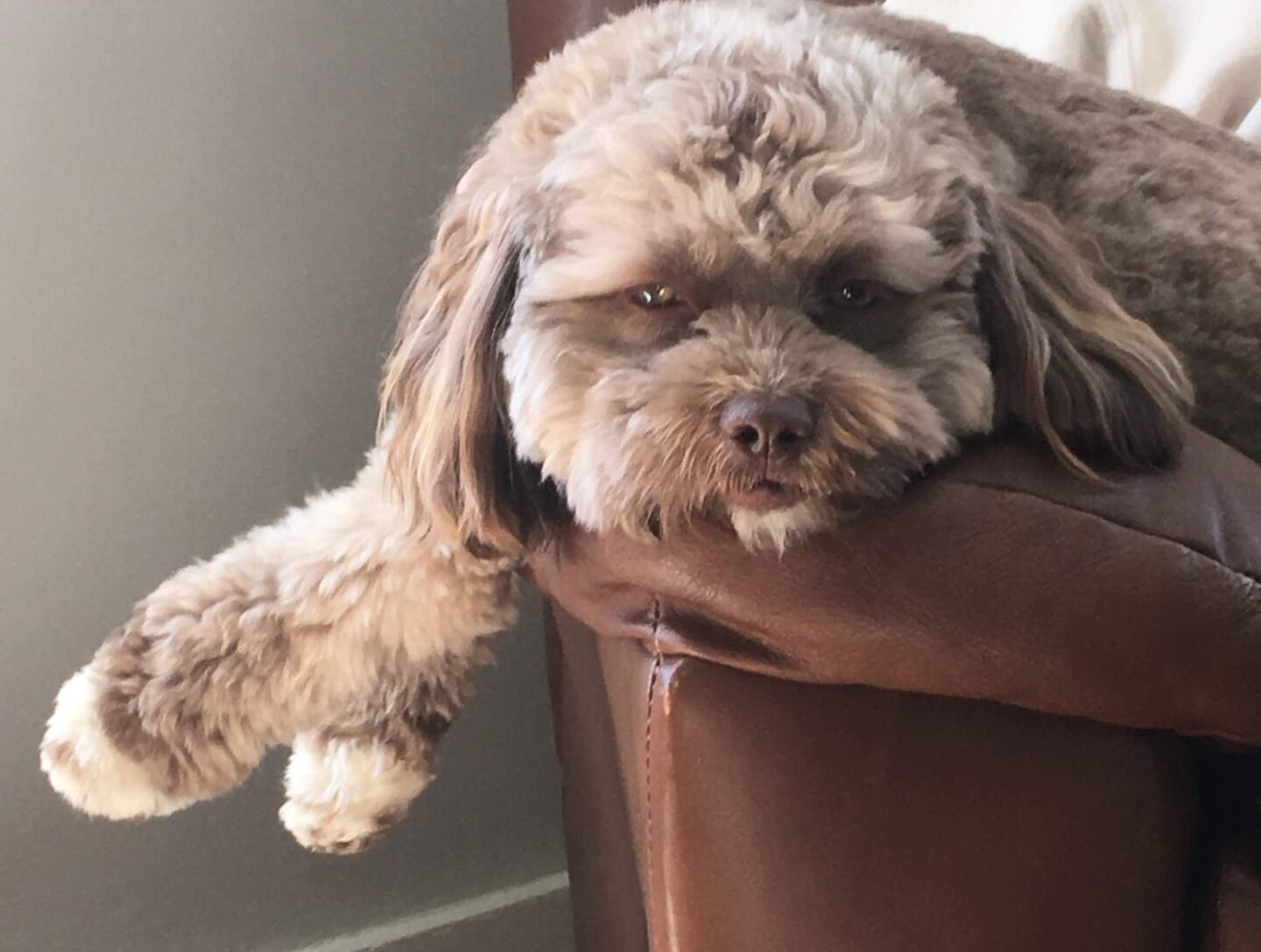 This dog has an oddly human-like face and people are shocked – The ...