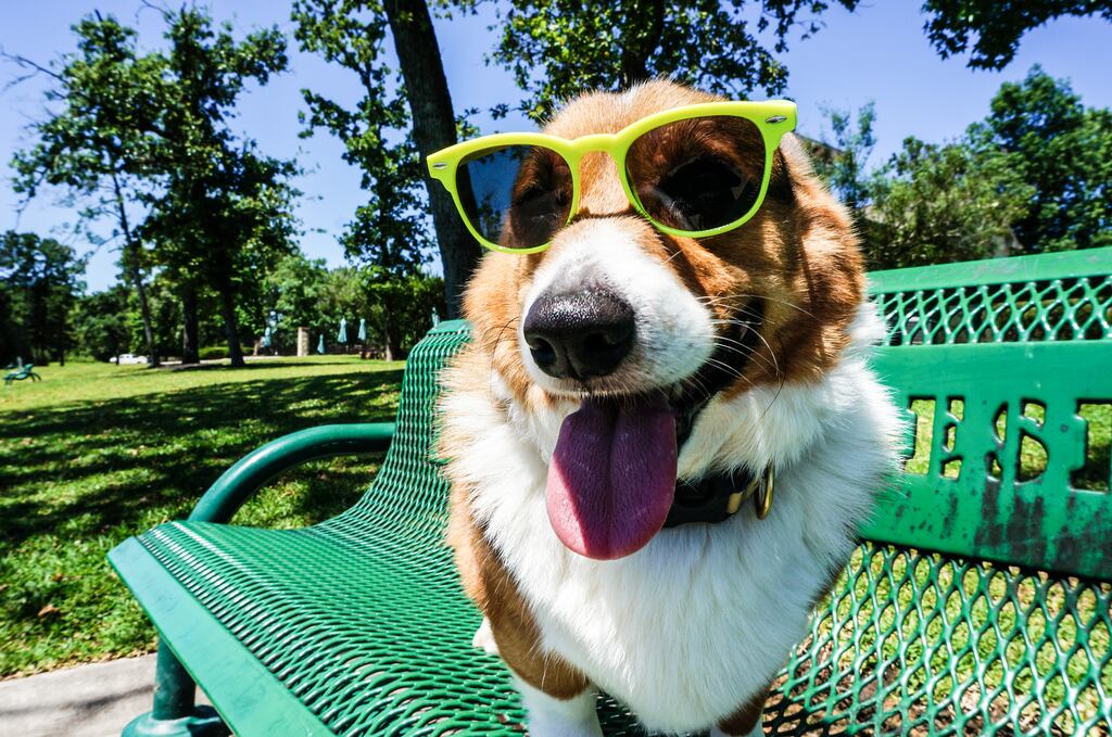 ‘Actually, bitch’: This Corgi started a viral debate about fat shaming ...